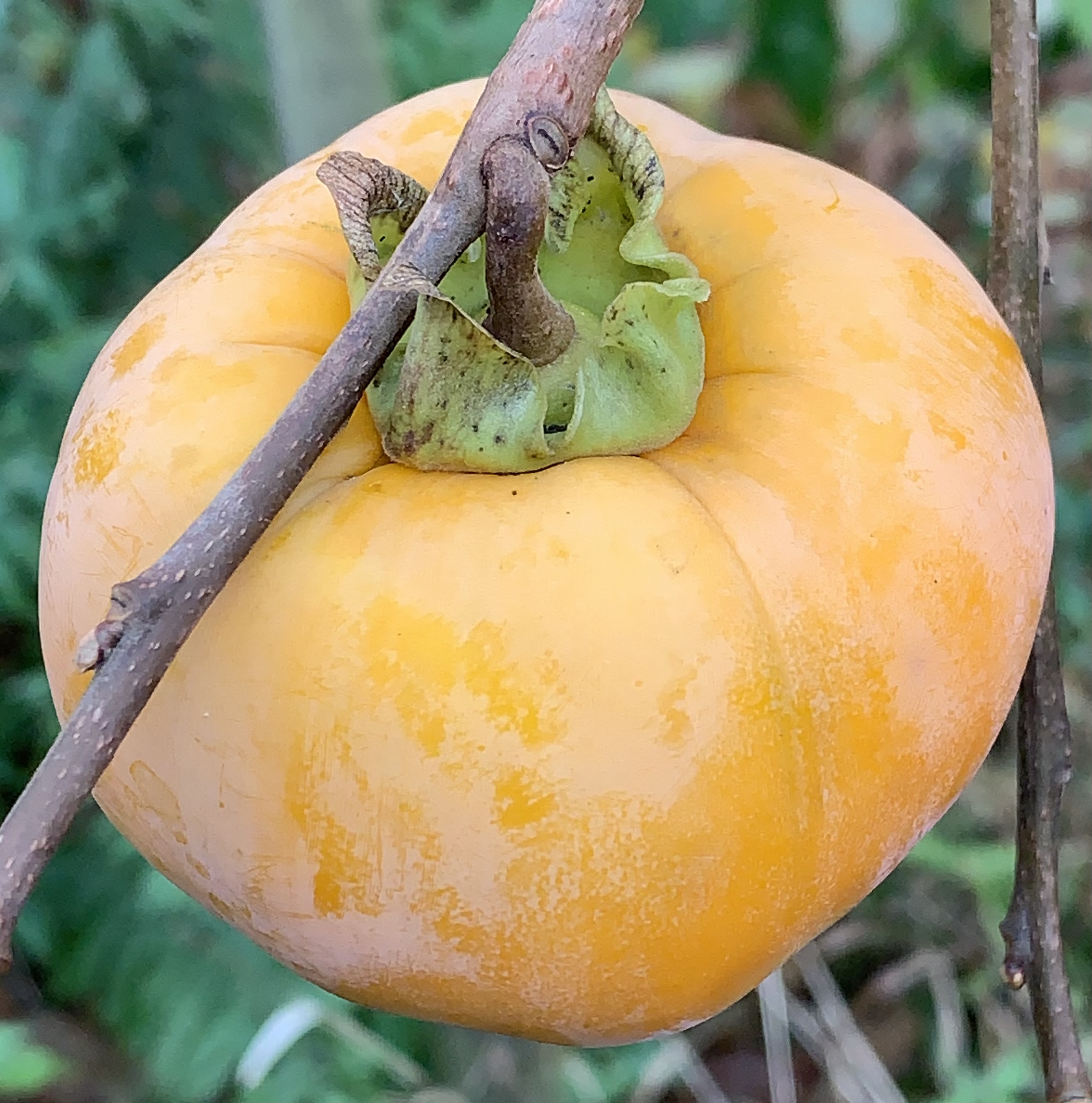 Diospyros kaki is een boom die heerlijke vruchten kan geven.