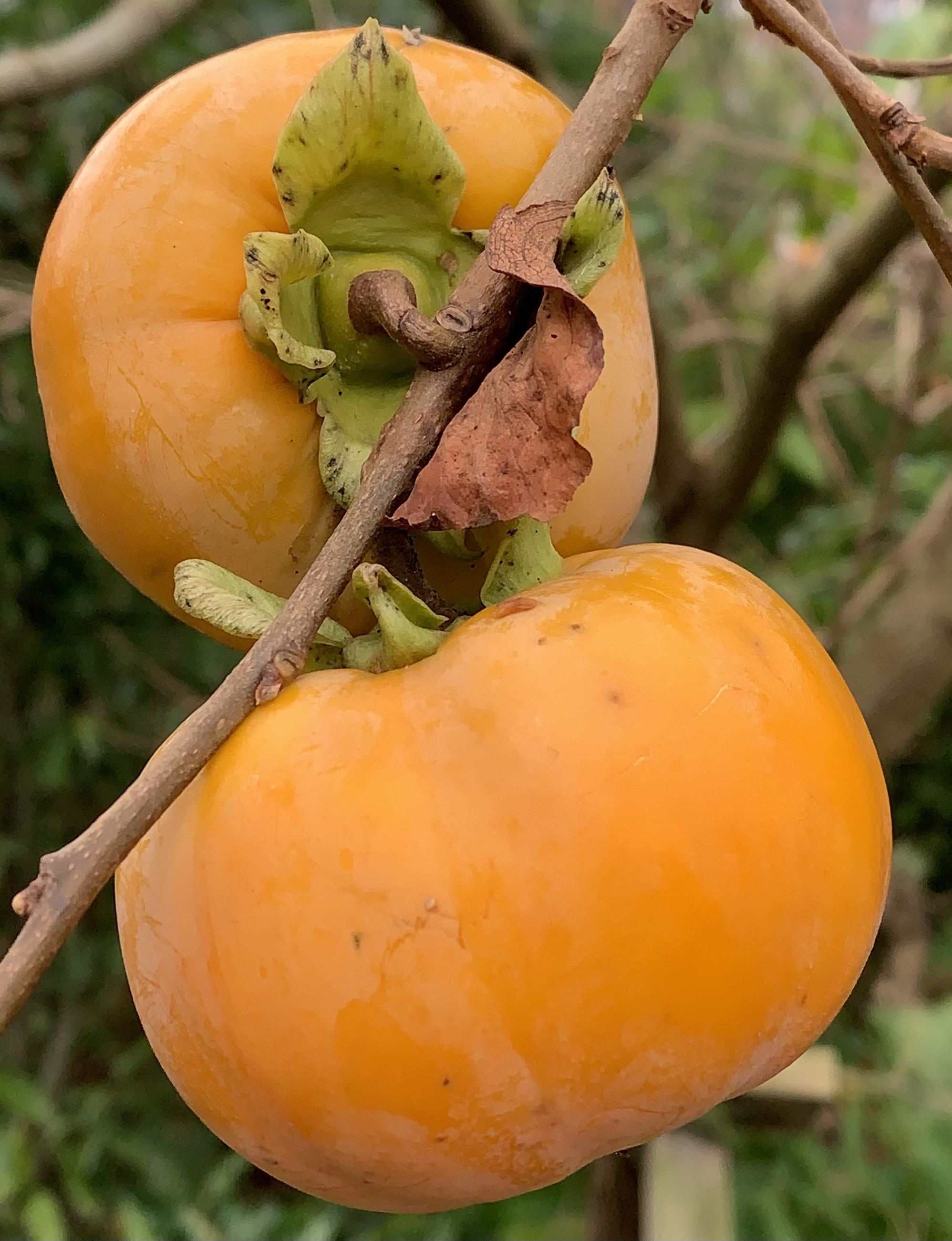 Diospyros kaki is een boom die heerlijke vruchten kan geven.