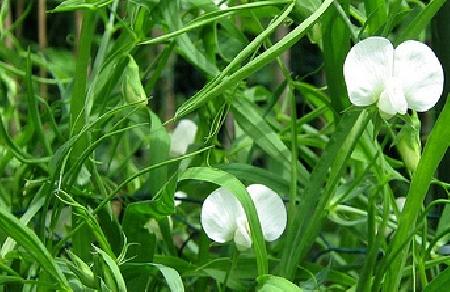 Lathyrus sativus Albus is de witte vorm van Lathyrus soort