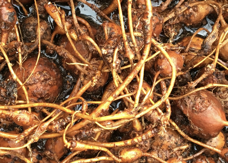 Apios tuberosa ook bekend als Apios americana