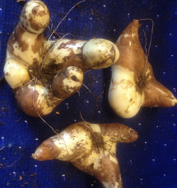 Littonia modesta is een klimmer die niet winterhard is