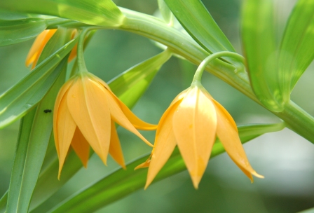 Littonia modesta is een klimmer die niet winterhard is