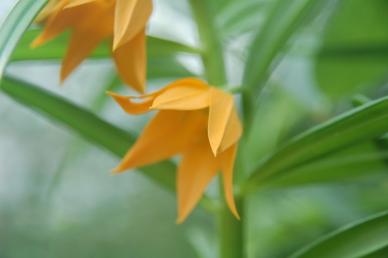 Littonia modesta is een klimmer die niet winterhard is